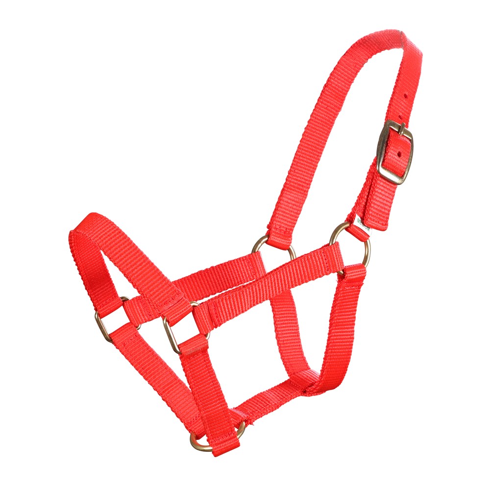 Miniature Horse Halter Australia at Christopher Etheridge blog